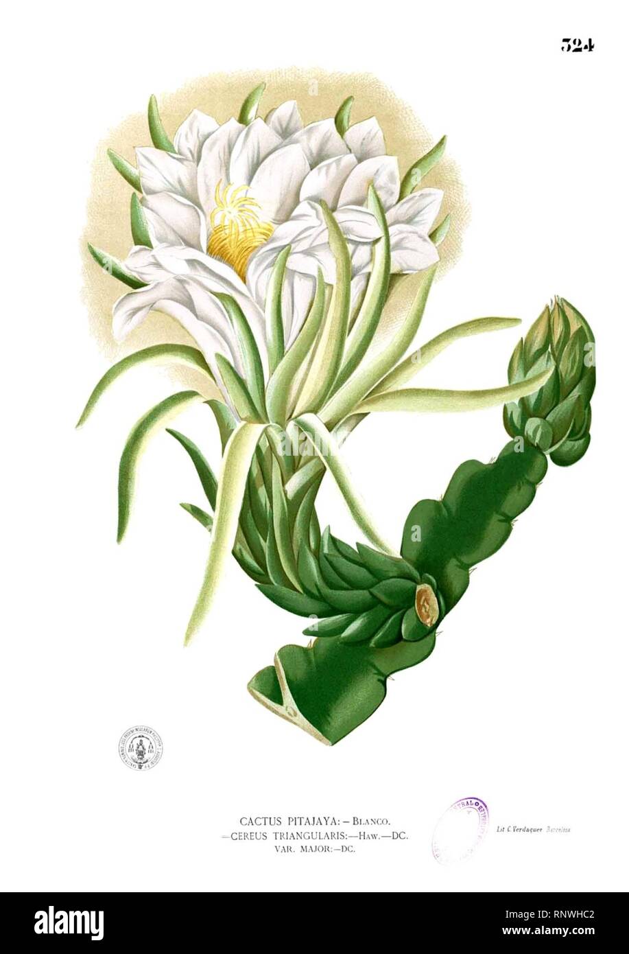 Cereus cereus triangularis hi-res stock photography and images - Alamy