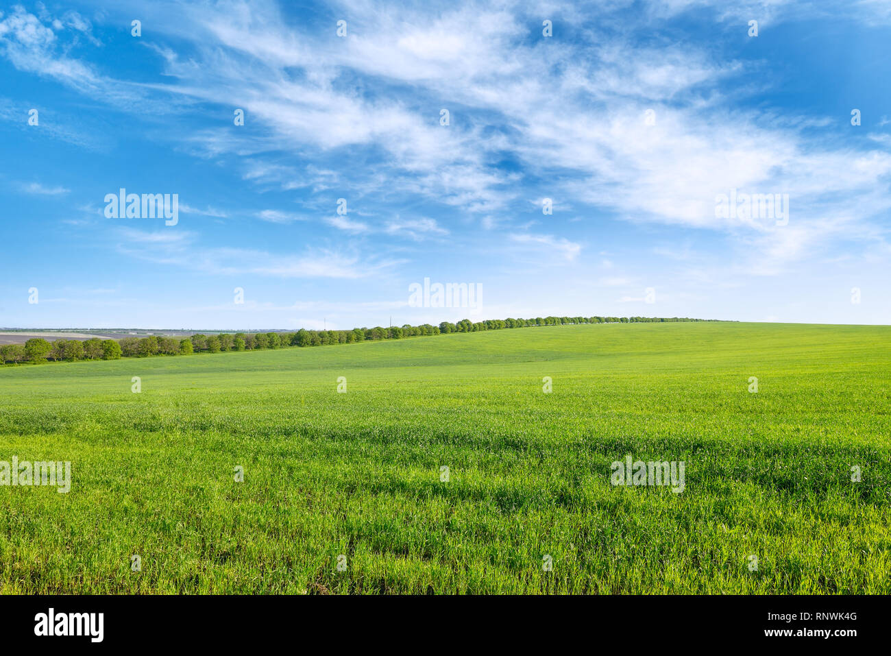 Green spring wheat field and blue sky with white clouds. Copy space ...