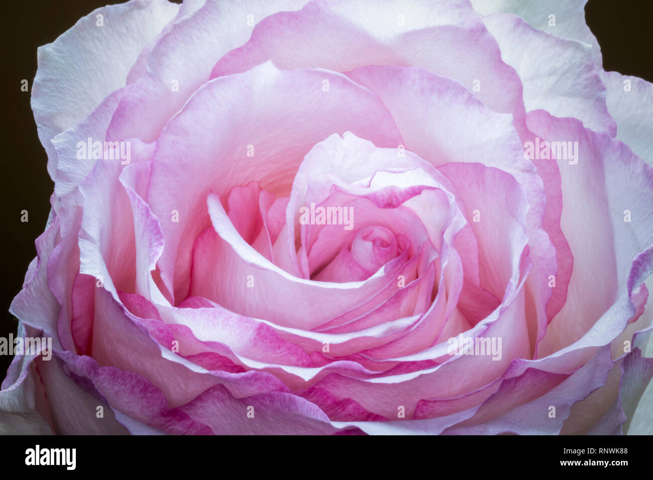 Macro of Pink Rose Stock Photo - Alamy