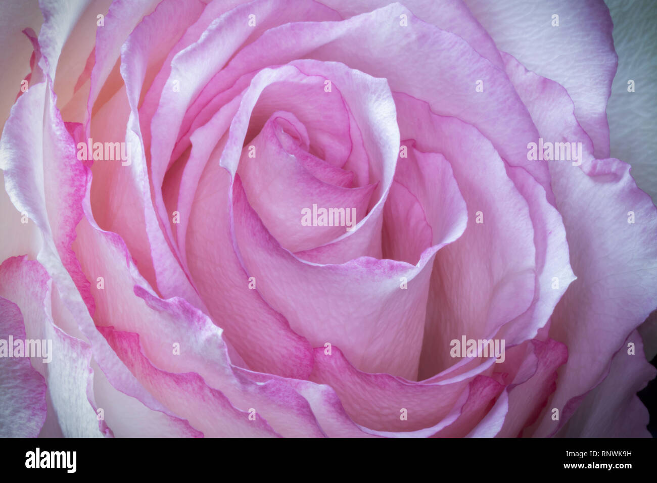 Macro of Pink Rose Stock Photo - Alamy