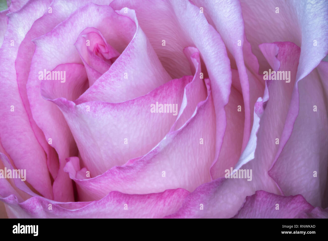 Macro of Pink Rose Stock Photo - Alamy