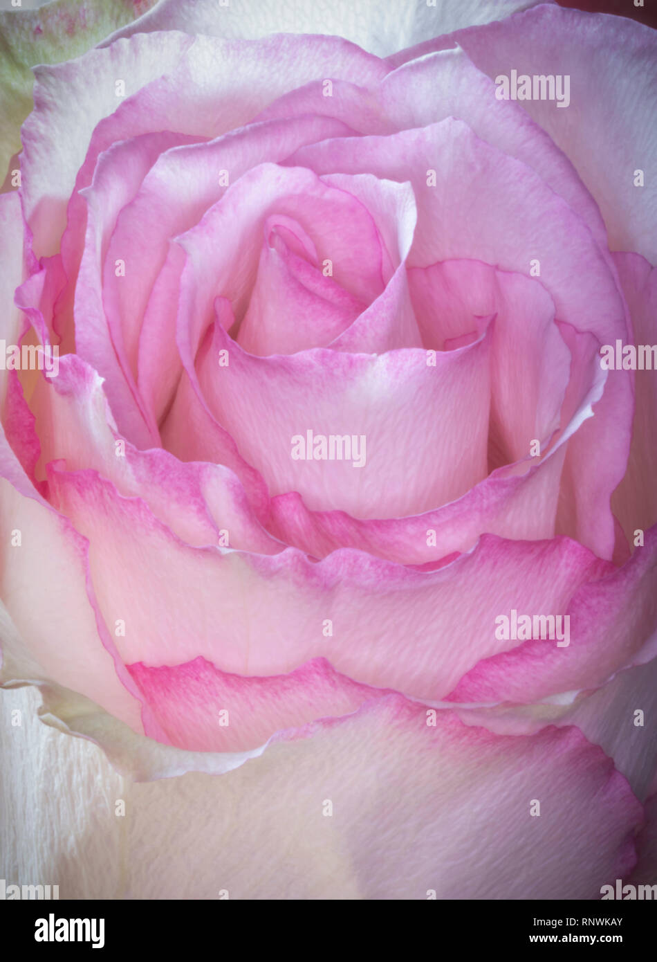 Macro of Pink Rose Stock Photo - Alamy
