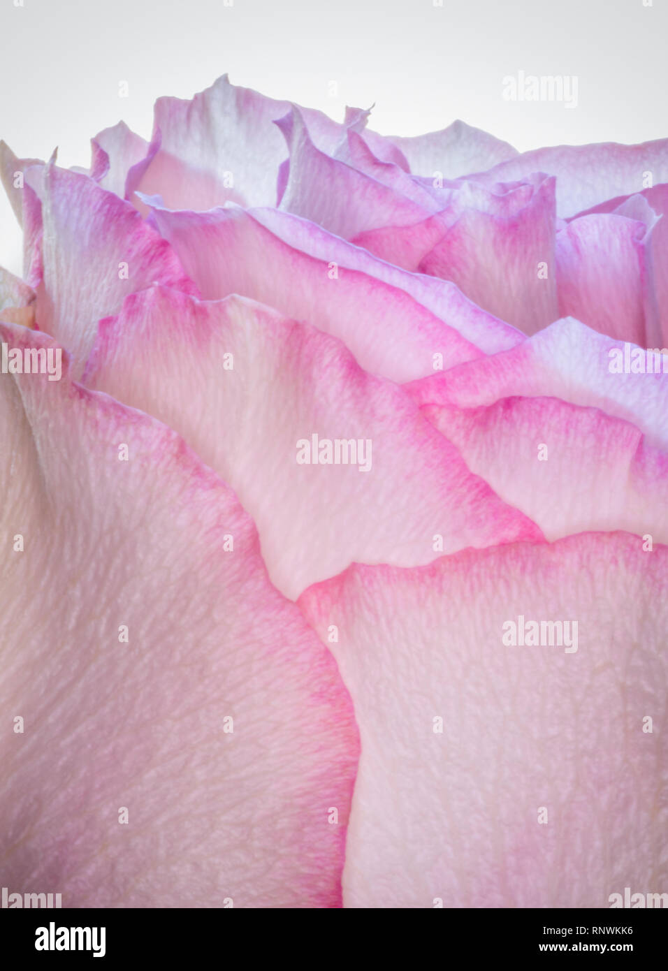 Macro of Pink Rose Stock Photo - Alamy