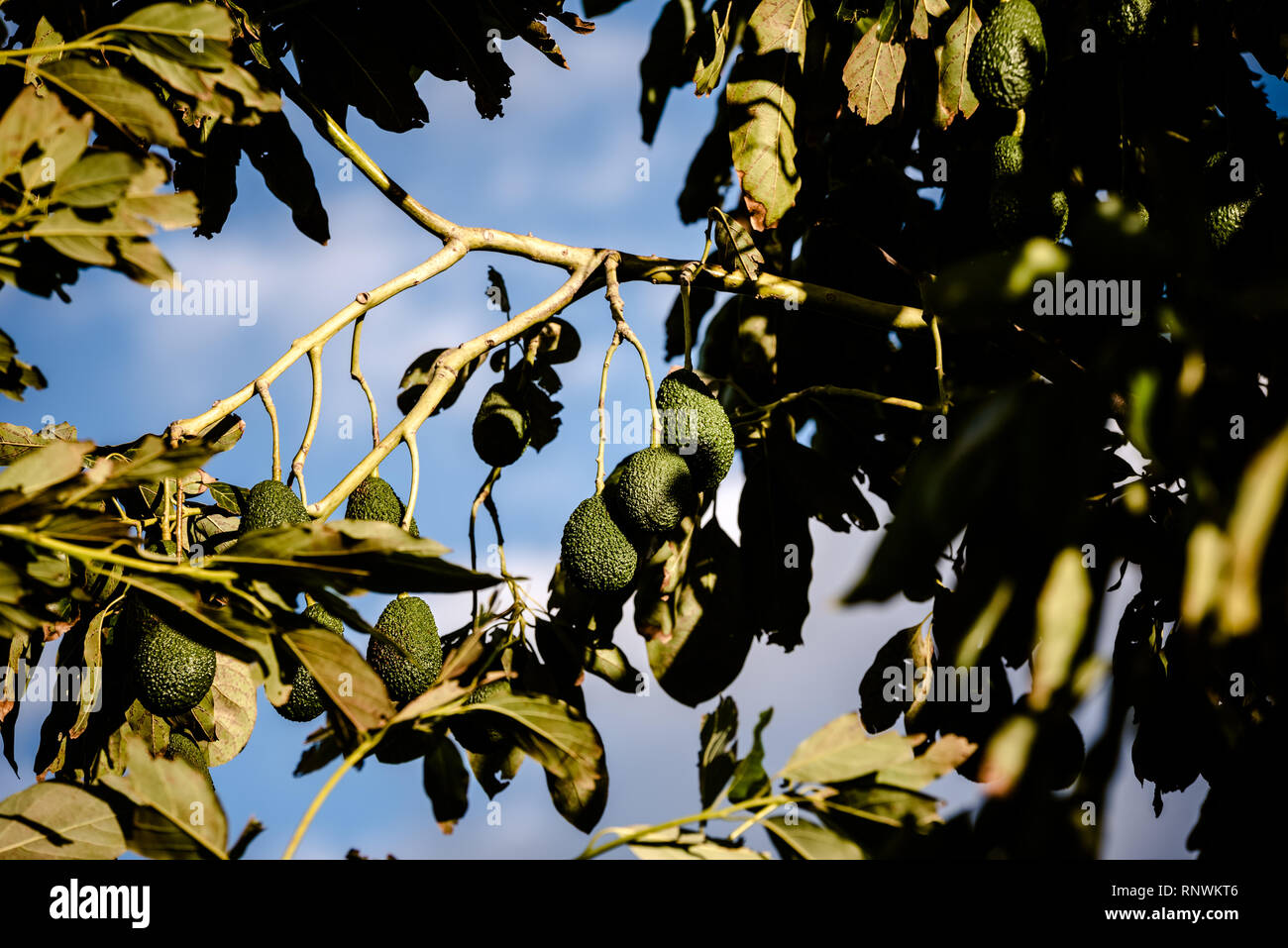 Avocado farm mexico hi-res stock photography and images - Alamy