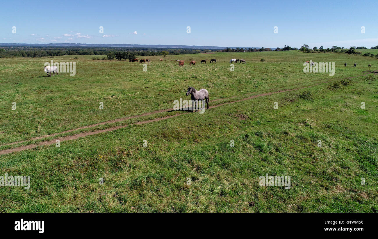 Aerial view of horse Stock Photo - Alamy