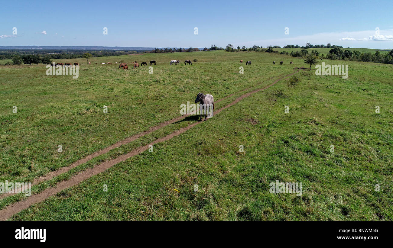 Aerial view of horse Stock Photo - Alamy