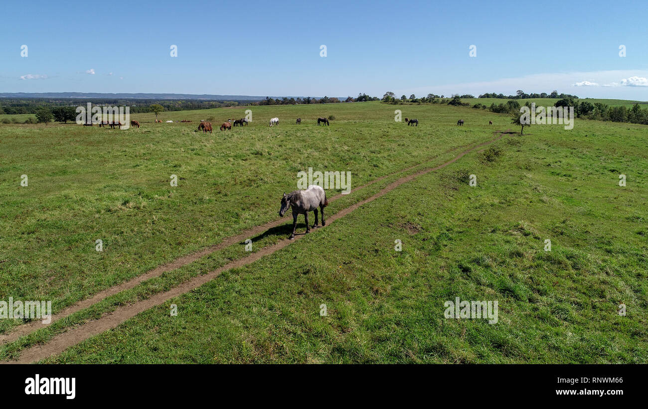 Aerial view of horse Stock Photo - Alamy