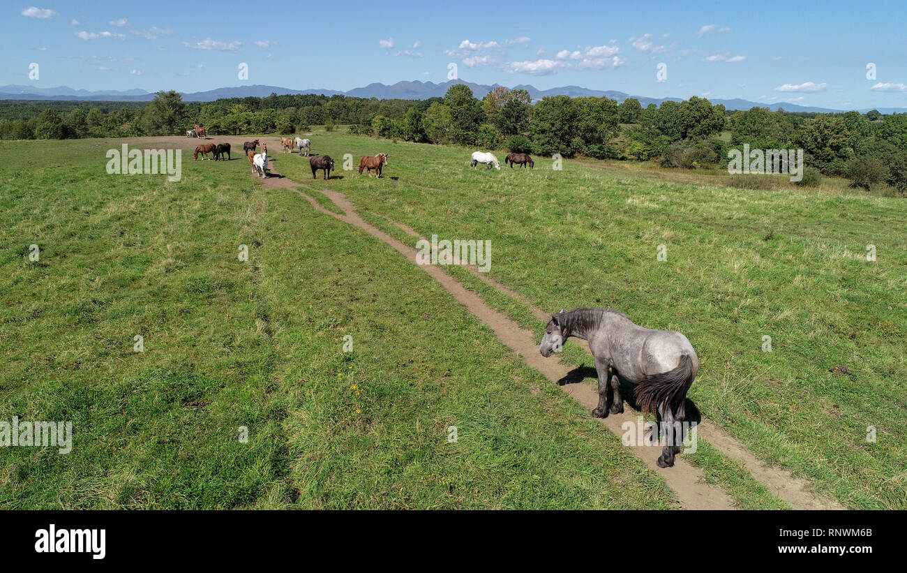 Aerial view of horse Stock Photo - Alamy