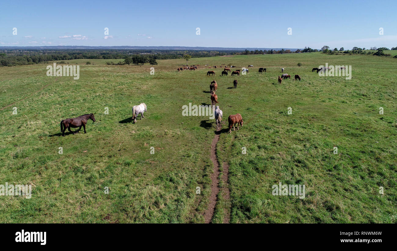 Aerial view of horse Stock Photo - Alamy