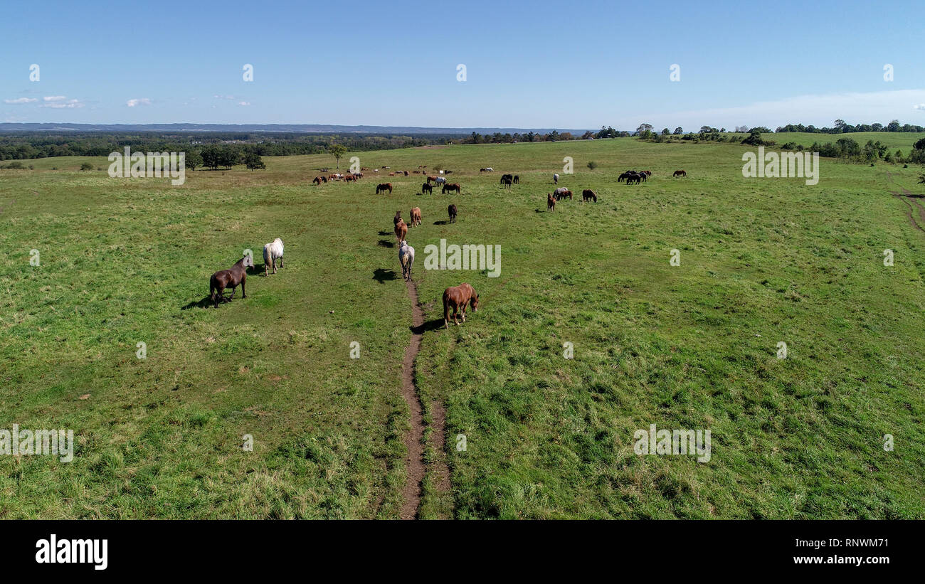 Aerial view of horse Stock Photo - Alamy