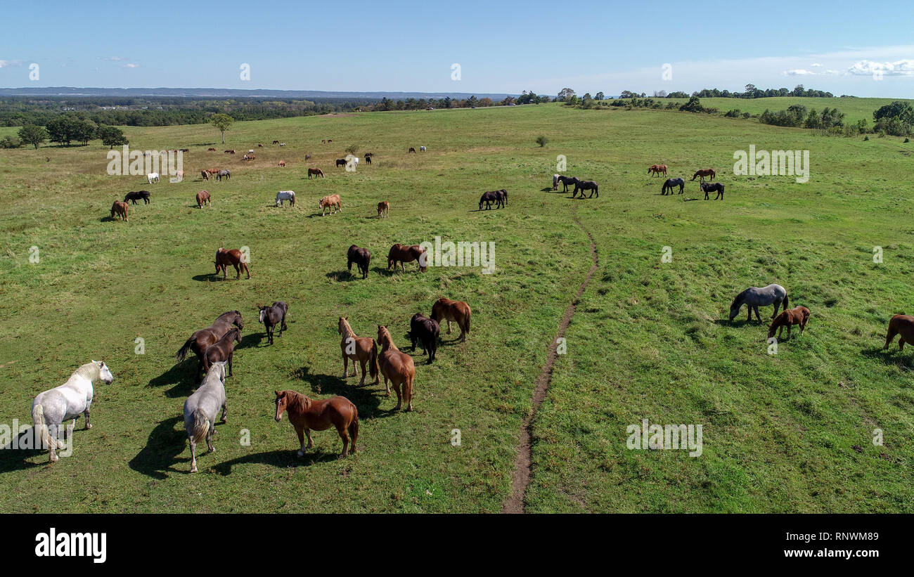 Aerial view of horse Stock Photo - Alamy