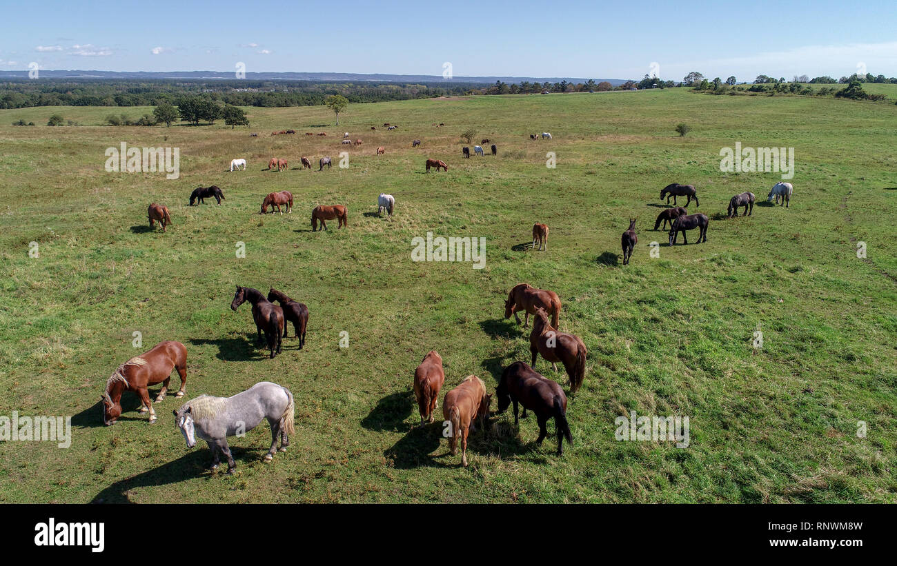 Aerial view of horse Stock Photo - Alamy