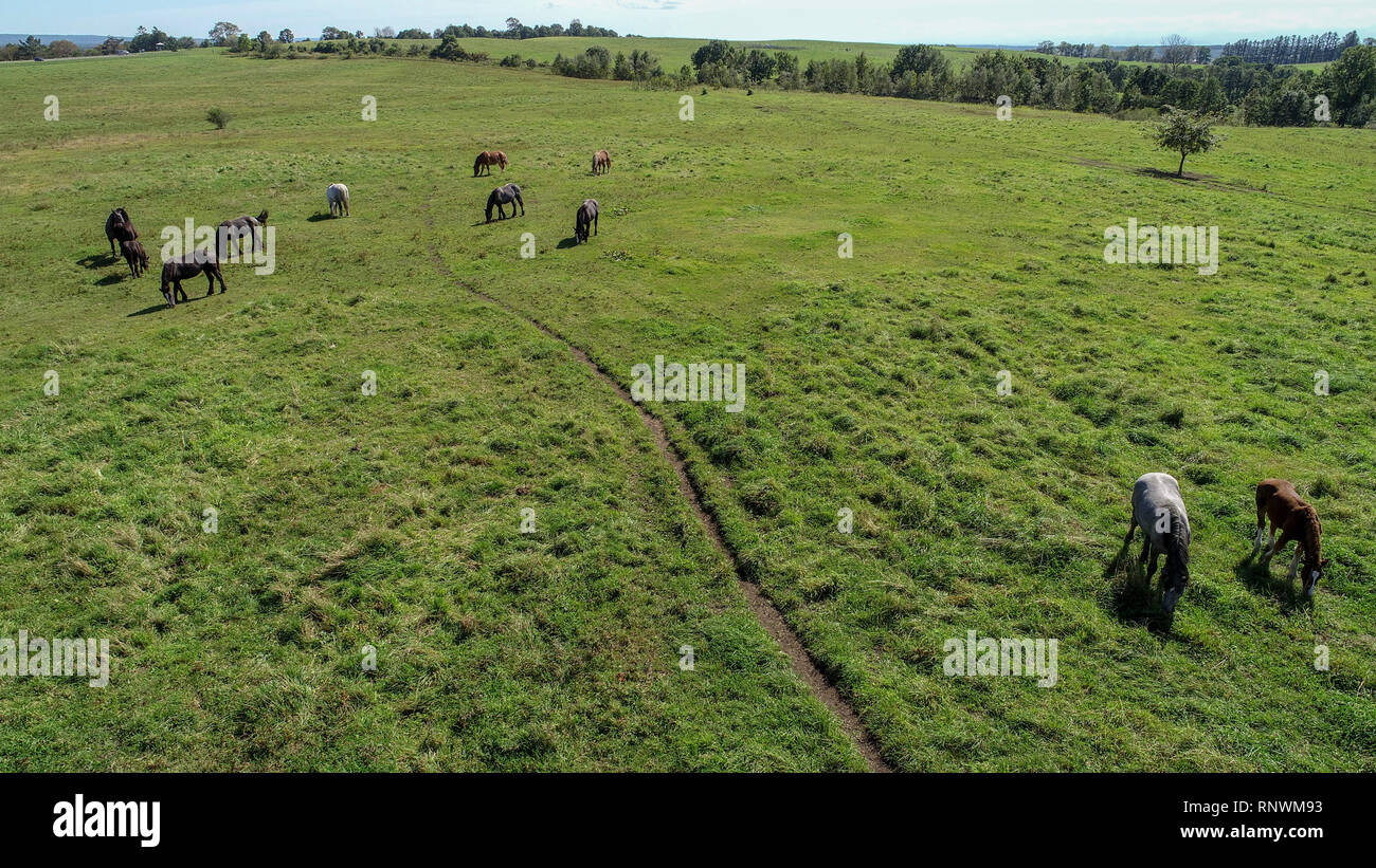 Aerial view of horse Stock Photo - Alamy