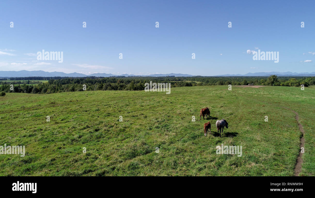 Aerial view of horse Stock Photo - Alamy