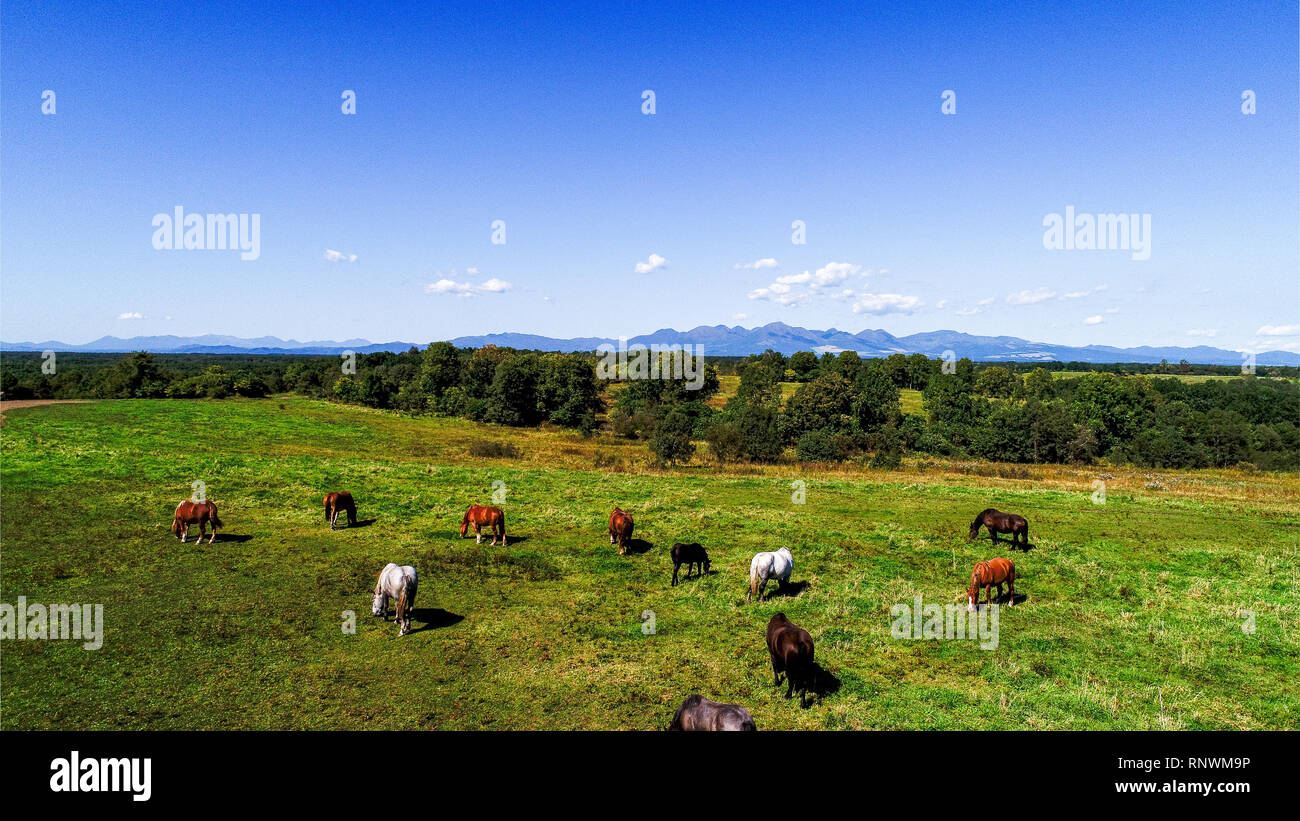 Aerial view of horse Stock Photo - Alamy