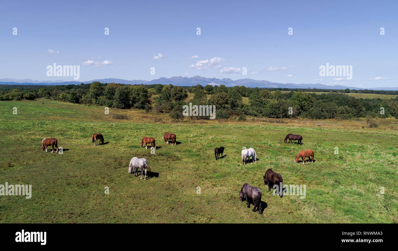 Aerial view of horse Stock Photo - Alamy