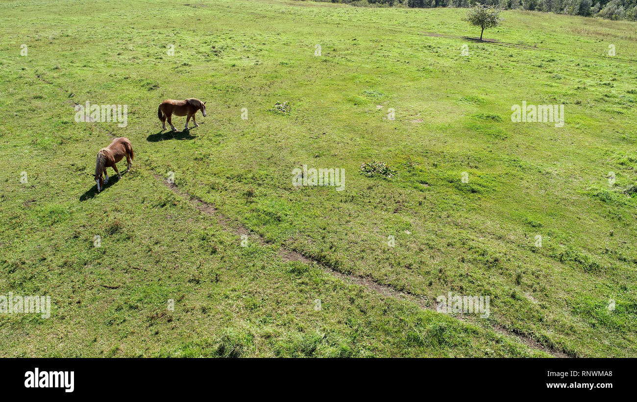 Aerial view of horse Stock Photo - Alamy