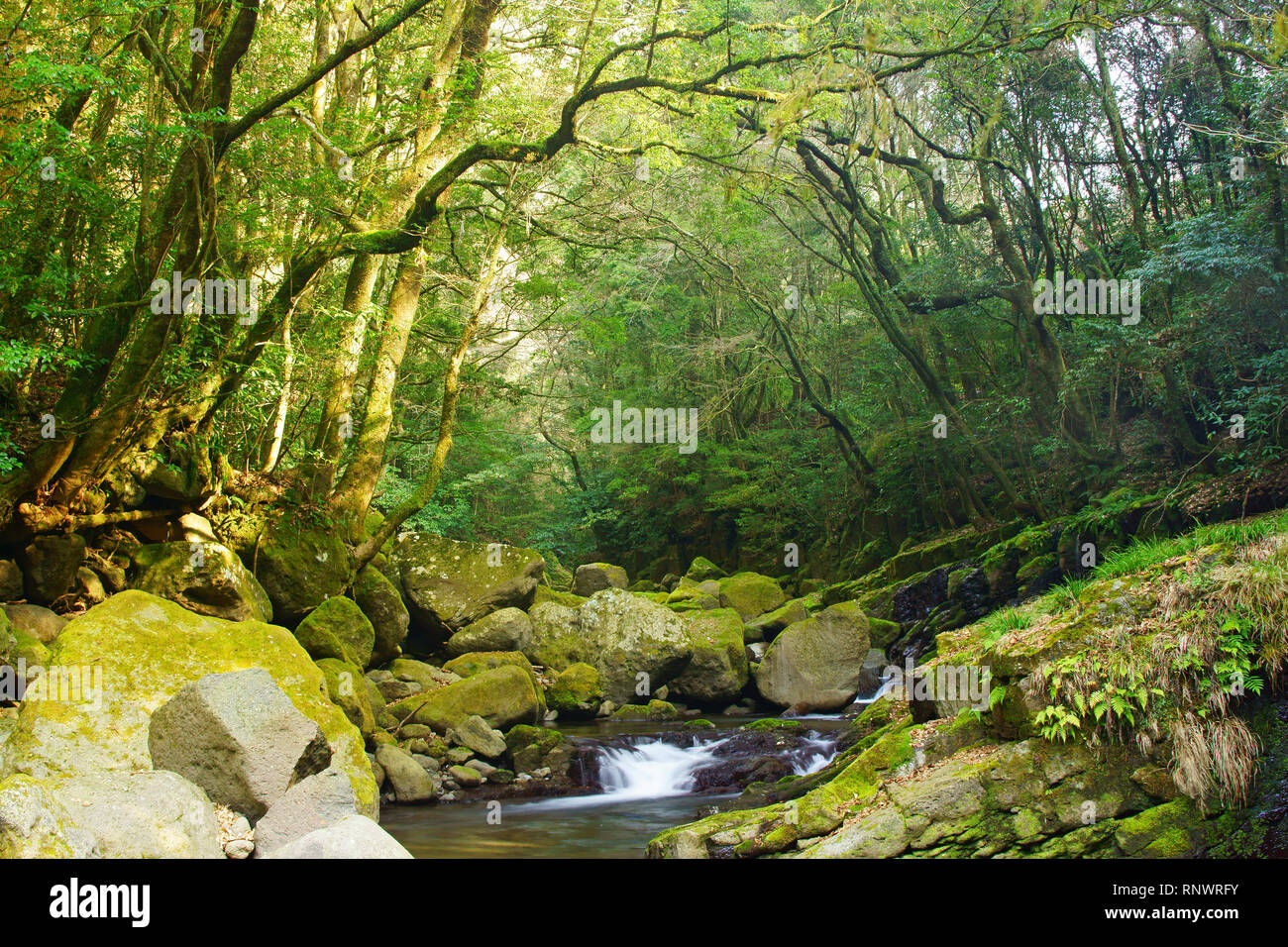 Kikuchi Gorge, Kumamoto Prefecture, Japan Stock Photo - Alamy