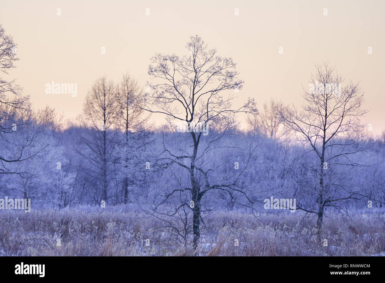 Rime ice, early morning Stock Photo - Alamy