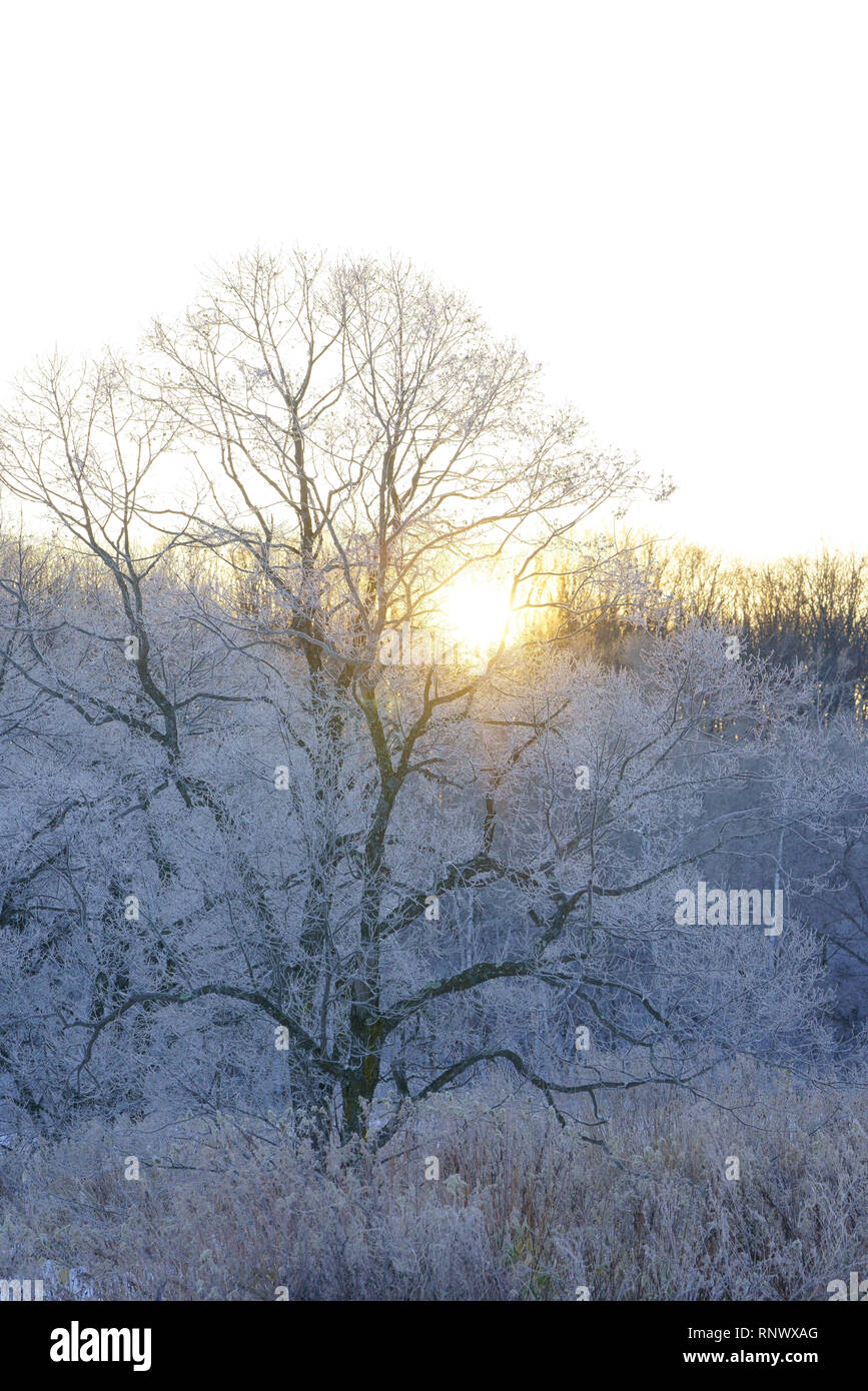 Rime ice and sunrise Stock Photo - Alamy