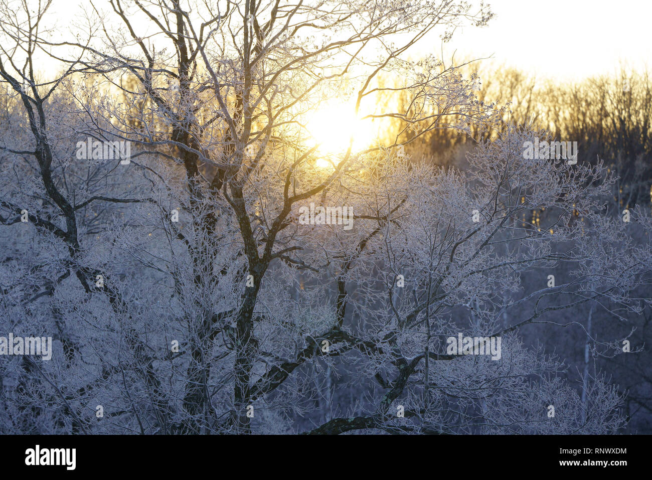 Rime ice and sunrise Stock Photo - Alamy