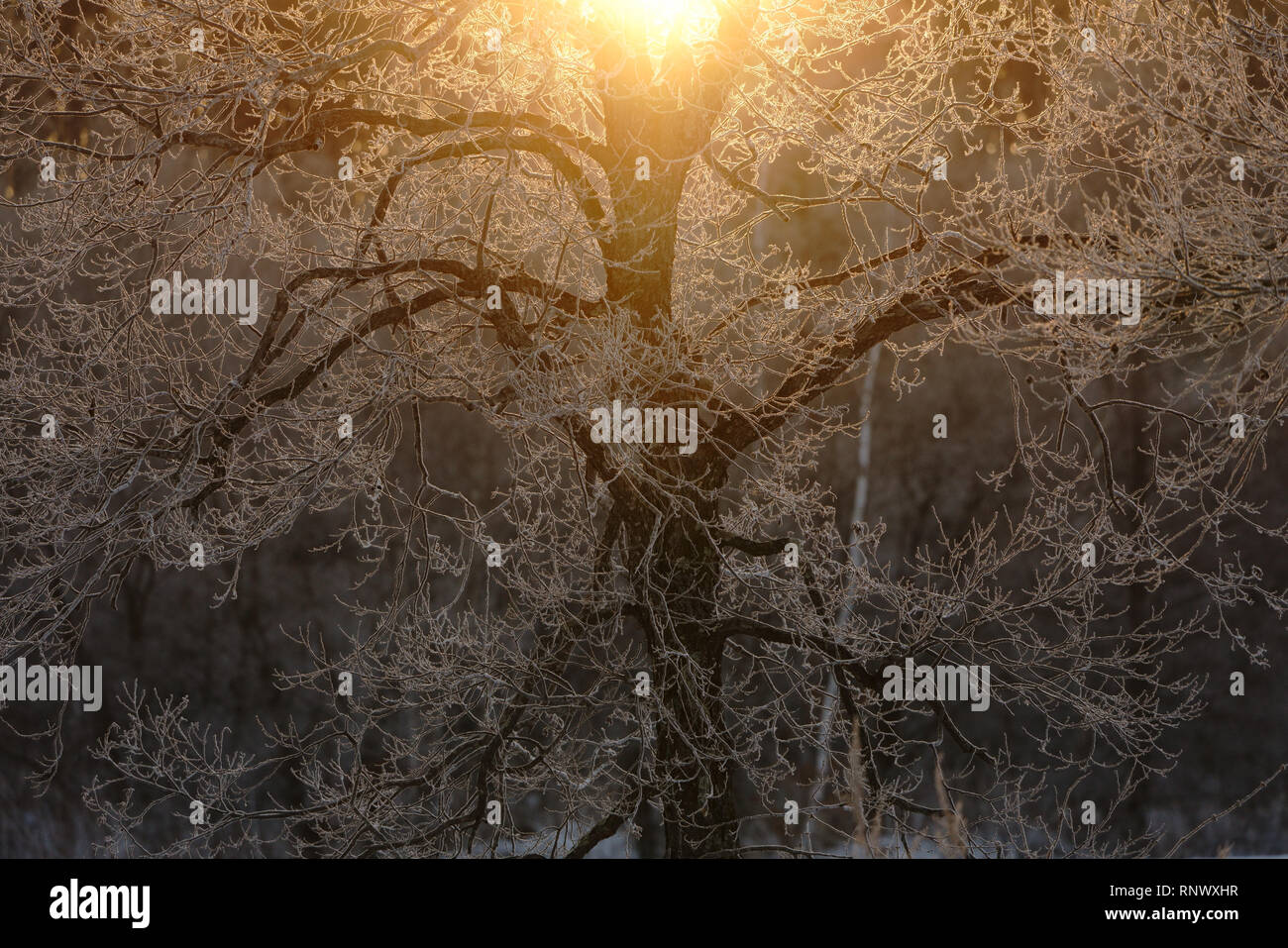 Rime ice and sunrise Stock Photo - Alamy