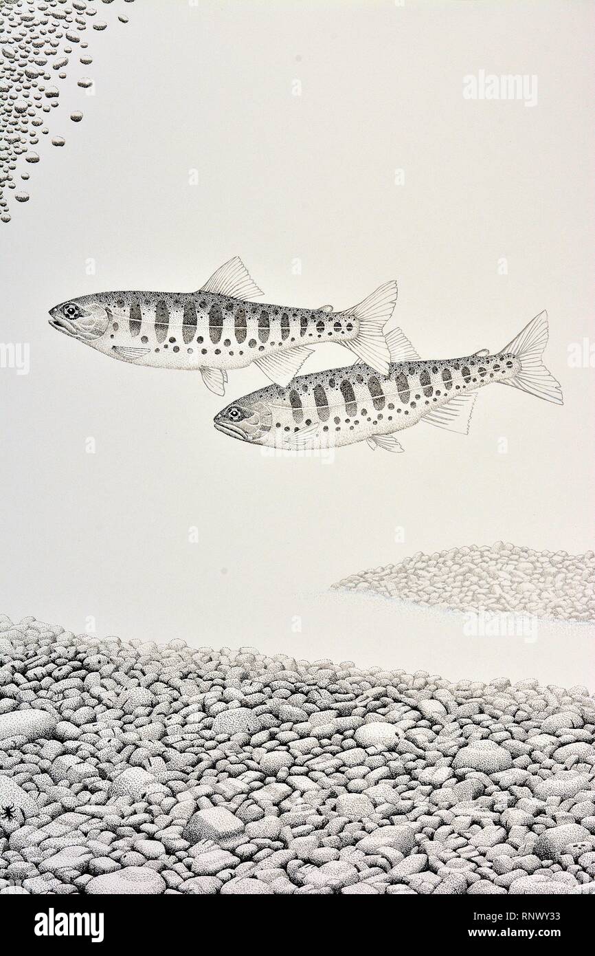 Yamame fish hi-res stock photography and images - Alamy