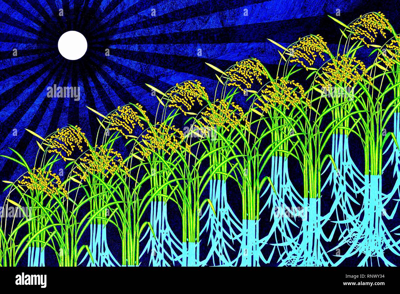 Rice plant drawing hi-res stock photography and images - Alamy