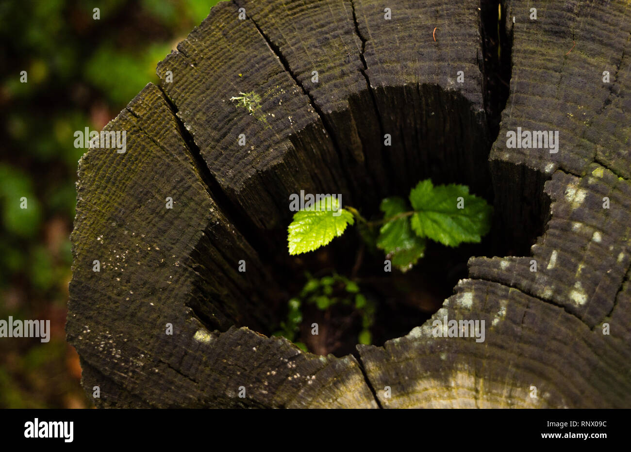 Earth grass lump hi-res stock photography and images - Alamy