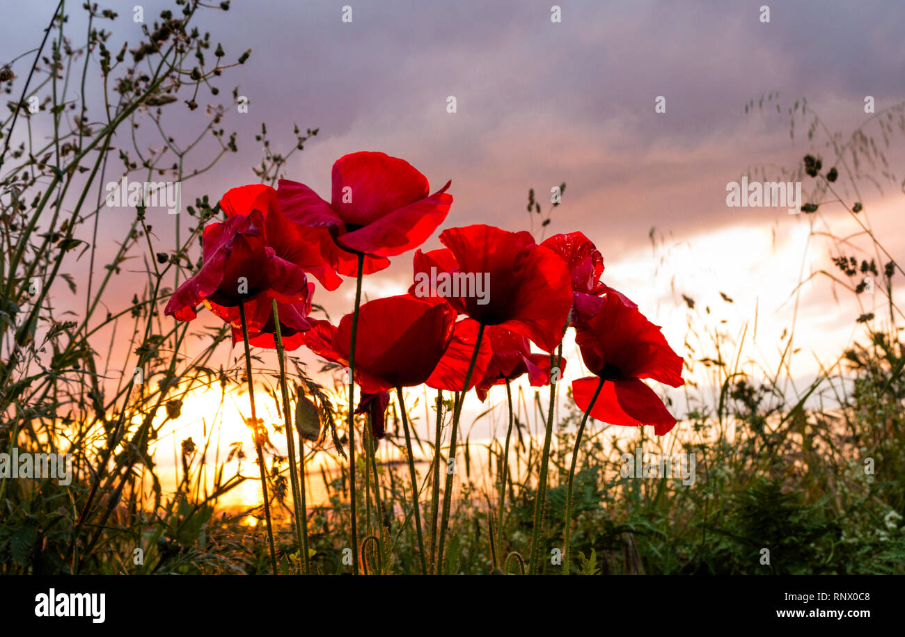 Beautiful red poppies sunset hi-res stock photography and images - Alamy