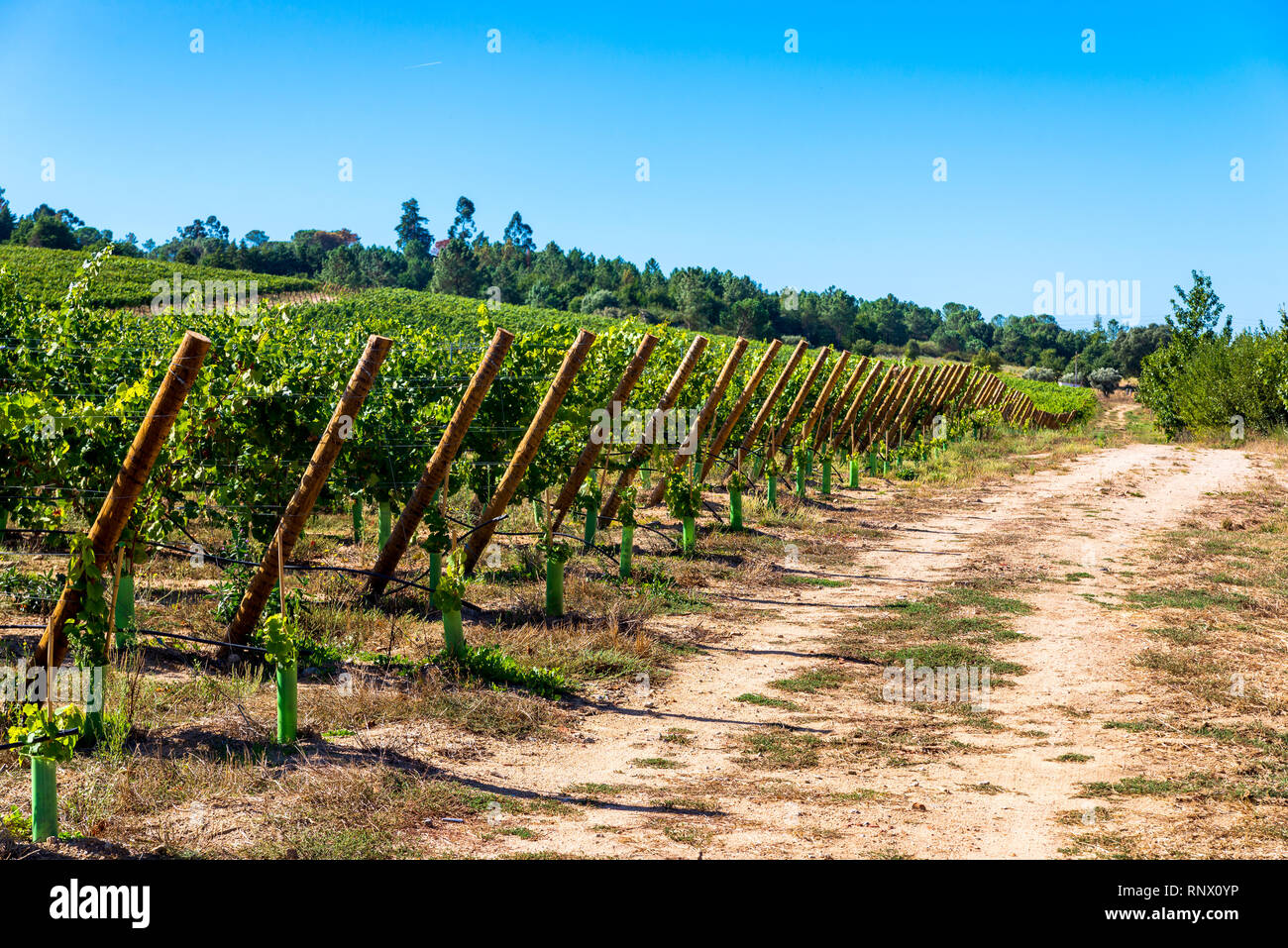 Rows of Vineyard Grape in Fall and Autumn Season. Landscape of Winery ...