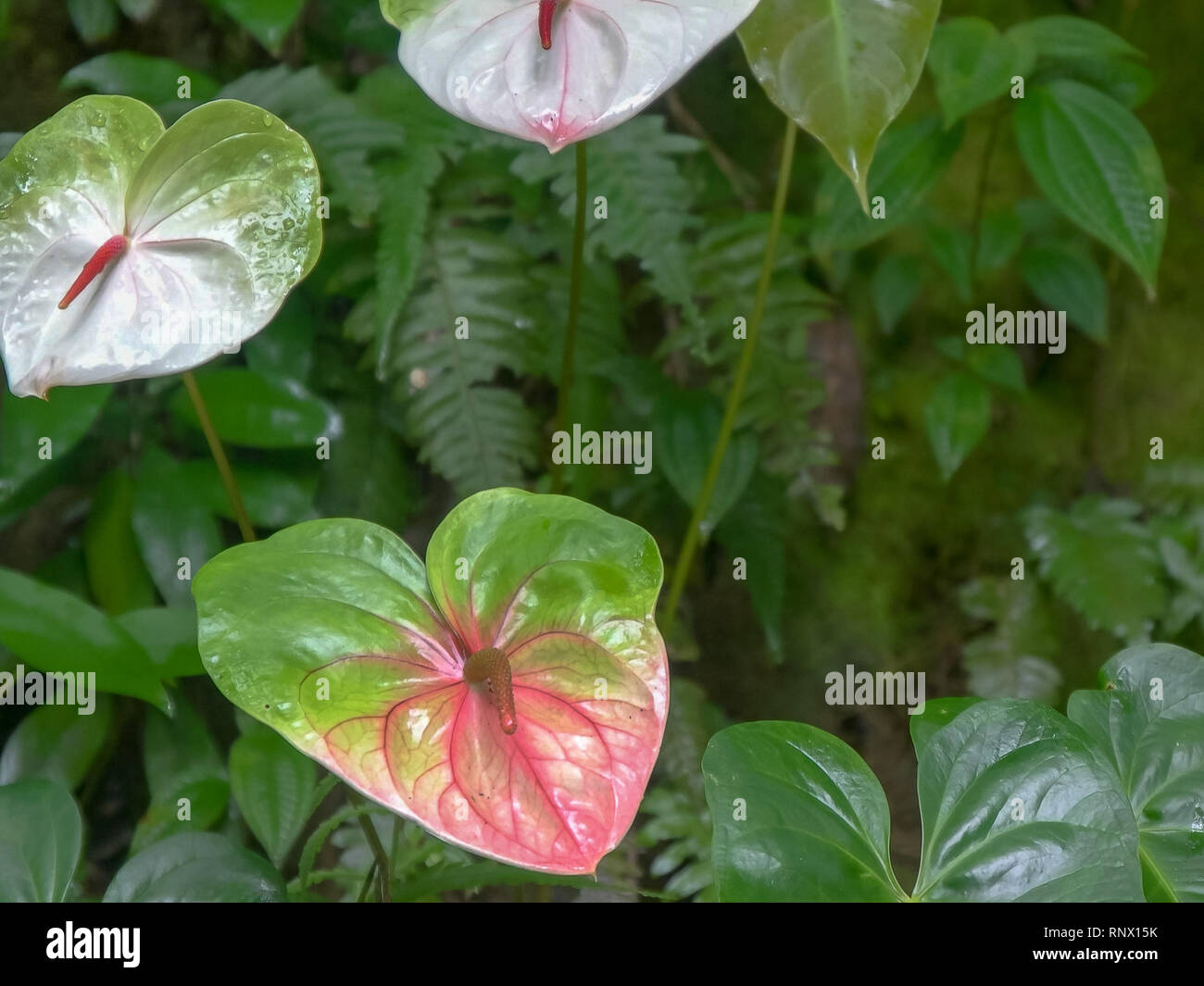 Anthurium tropical flowers hi-res stock photography and images - Alamy