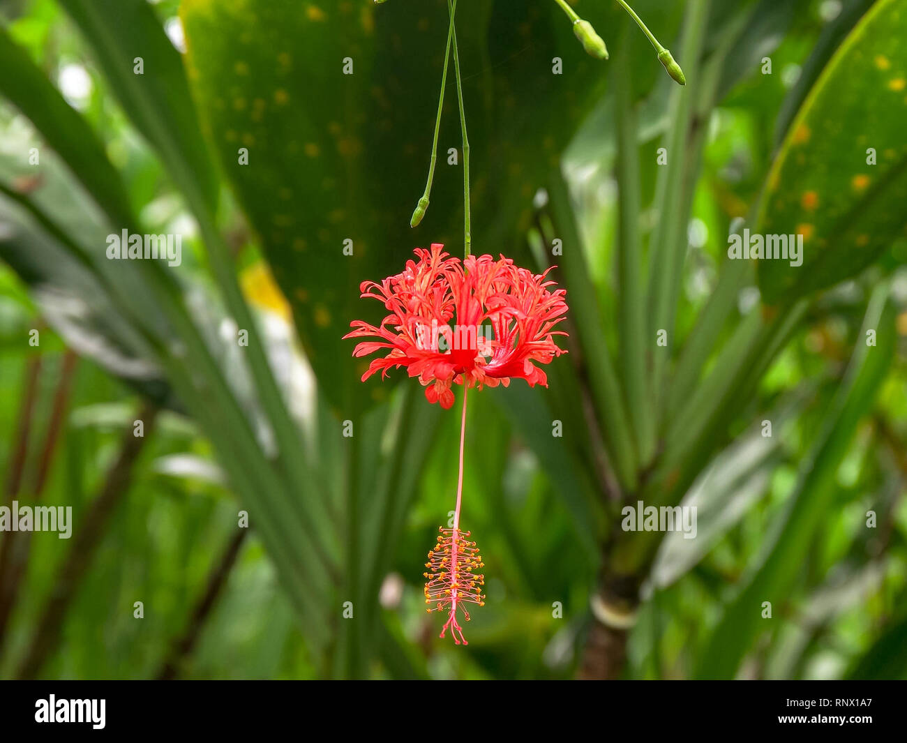 Japanese red coral hi-res stock photography and images - Alamy