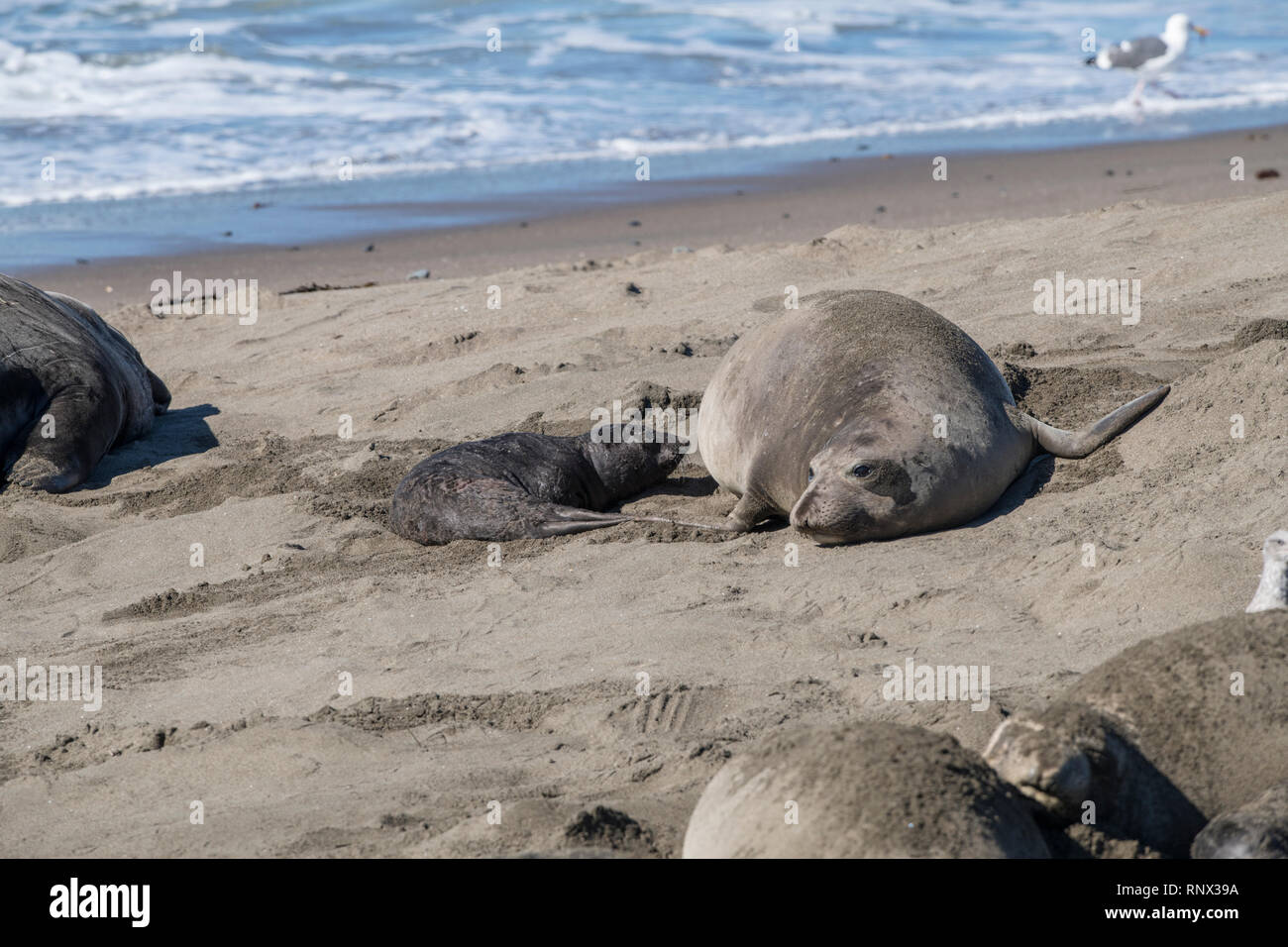 Northern elephant seal, Piedras Blancas rookery, California Stock Photo ...
