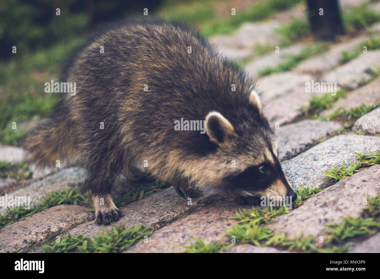 A raccoon scavenging for food Stock Photo - Alamy