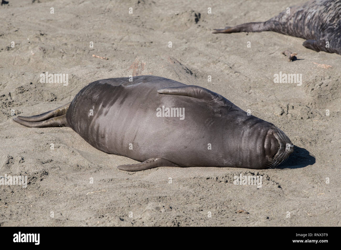 Northern elephant seal, Piedras Blancas rookery, California Stock Photo ...