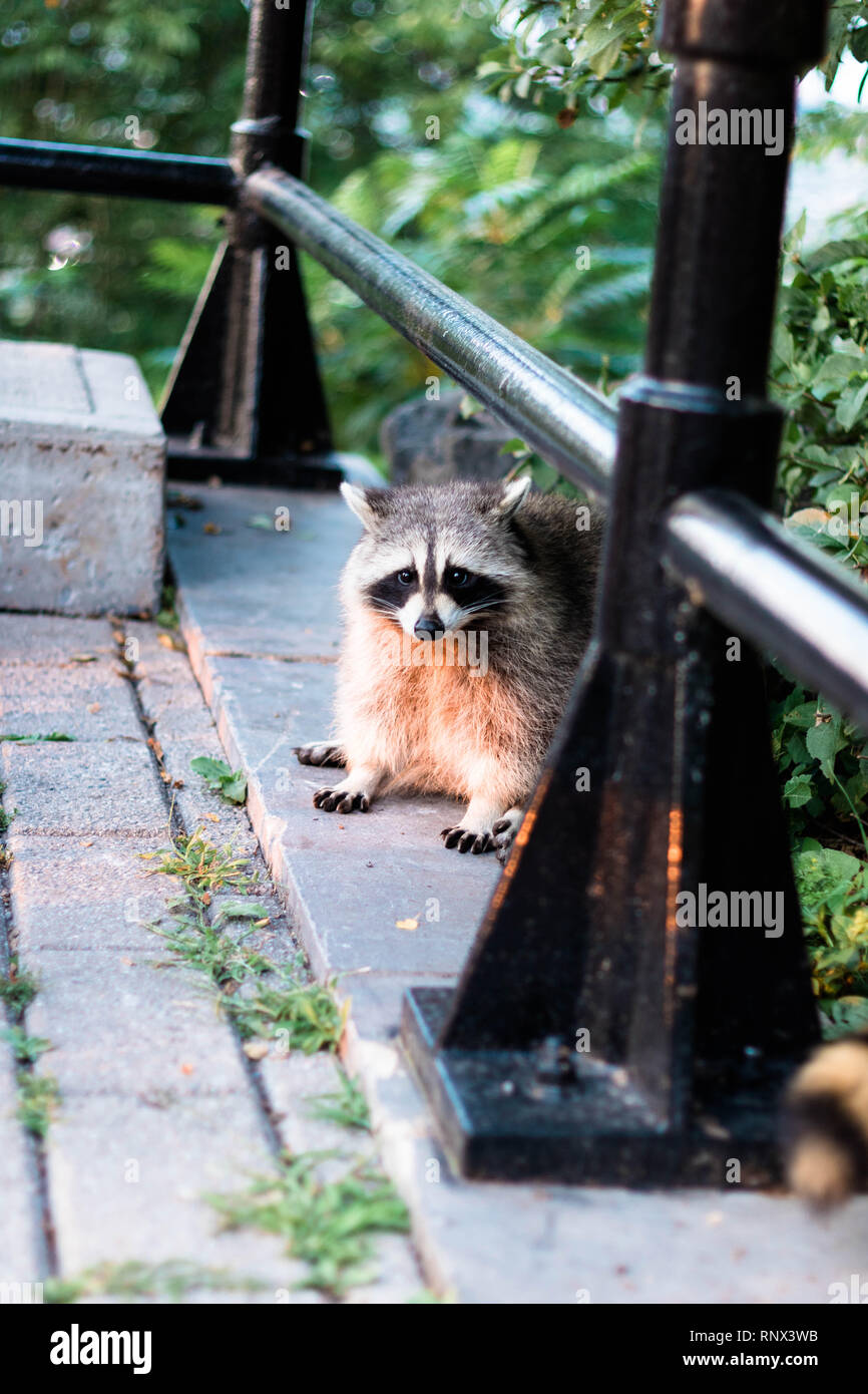 Sad Raccoon High Resolution Stock Photography and Images - Alamy