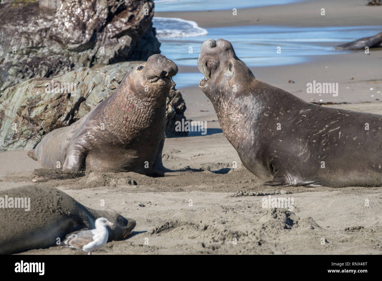 Northern elephant seal, Piedras Blancas rookery, California Stock Photo ...