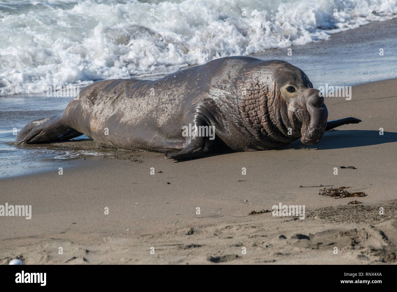 Elephant seal rookery piedras blancas hi-res stock photography and ...