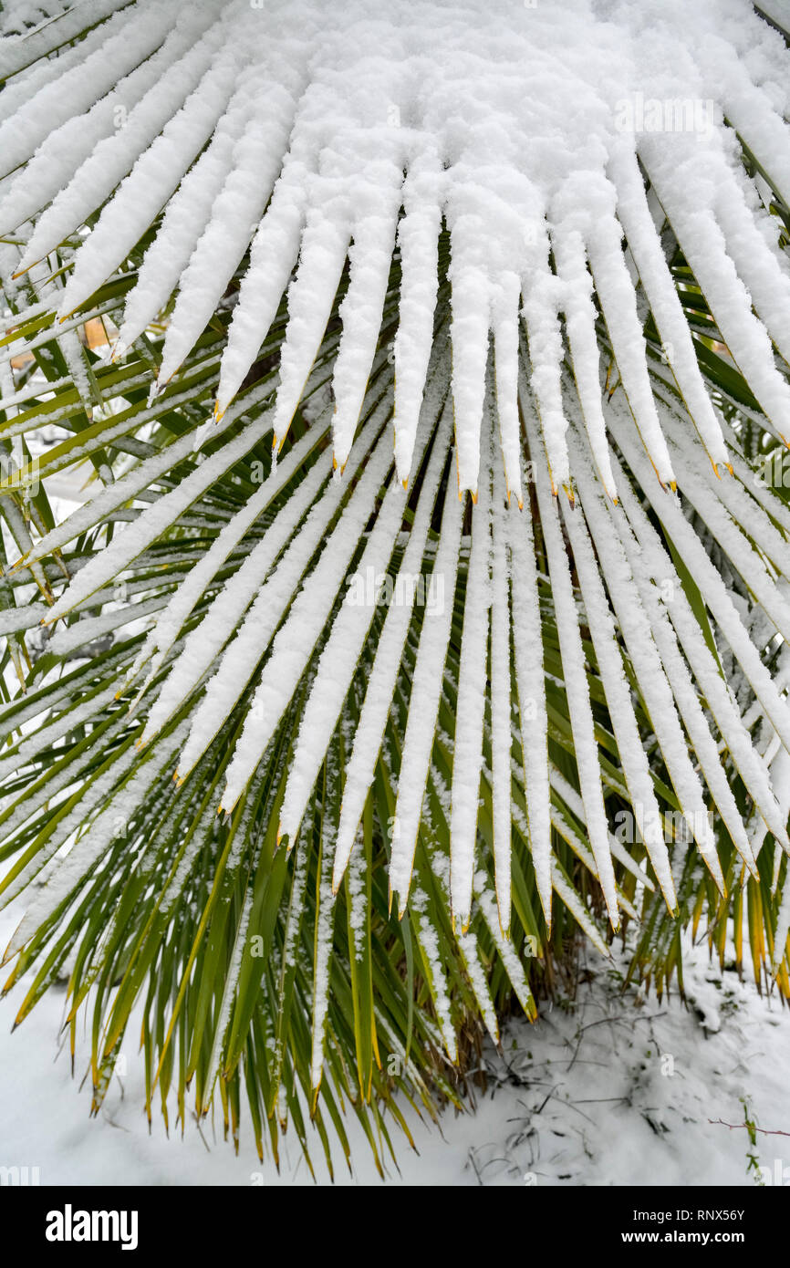 Snow on palm tree hi-res stock photography and images - Alamy