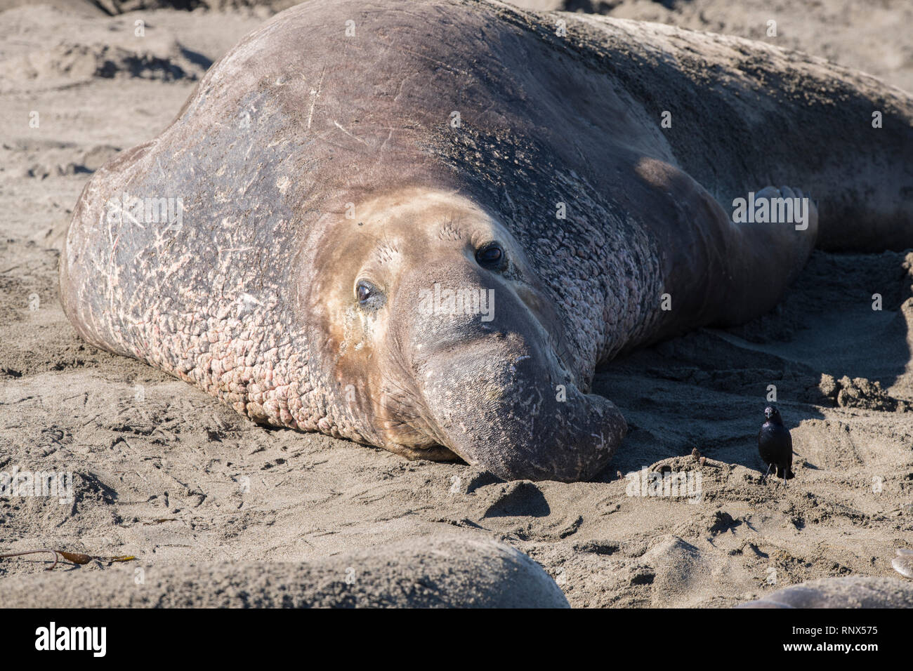 Northern elephant seal, Piedras Blancas rookery, California Stock Photo ...