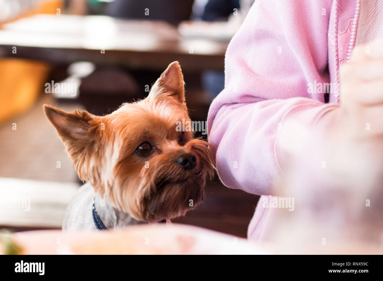 Yorkshire terrier begging for food from his owner Stock Photo - Alamy