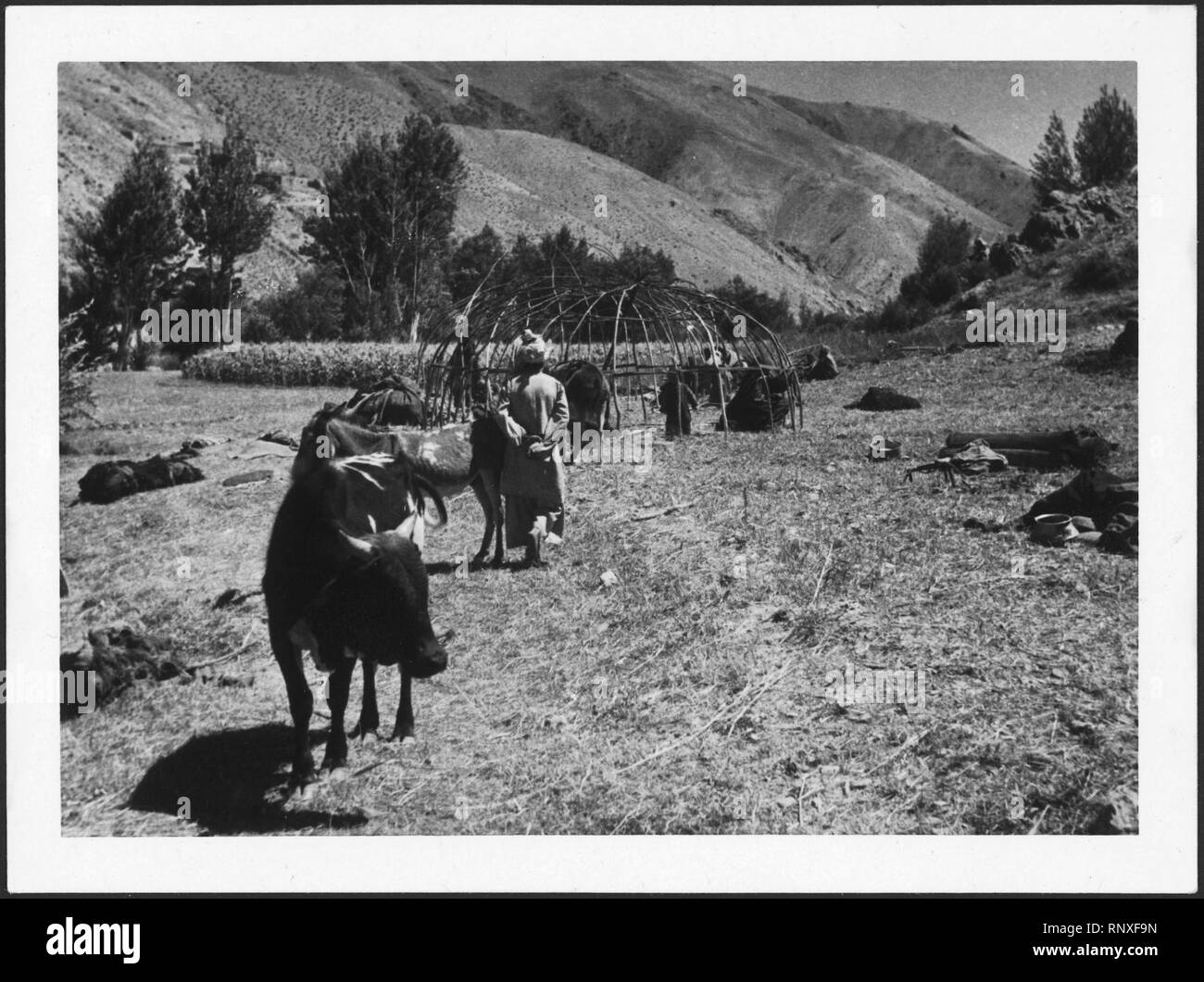 Shibar hi-res stock photography and images - Alamy