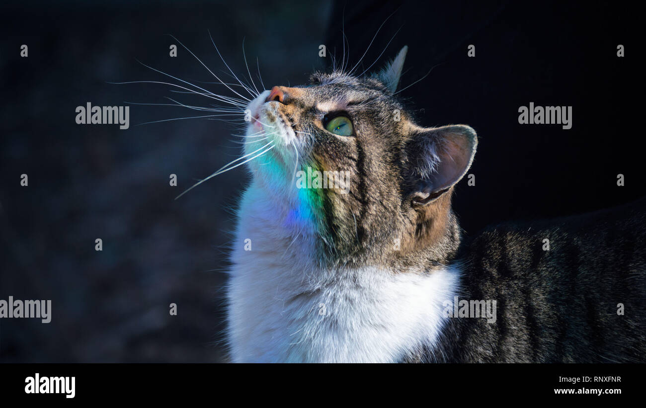 Cute cat looking up isolated Stock Photo - Alamy