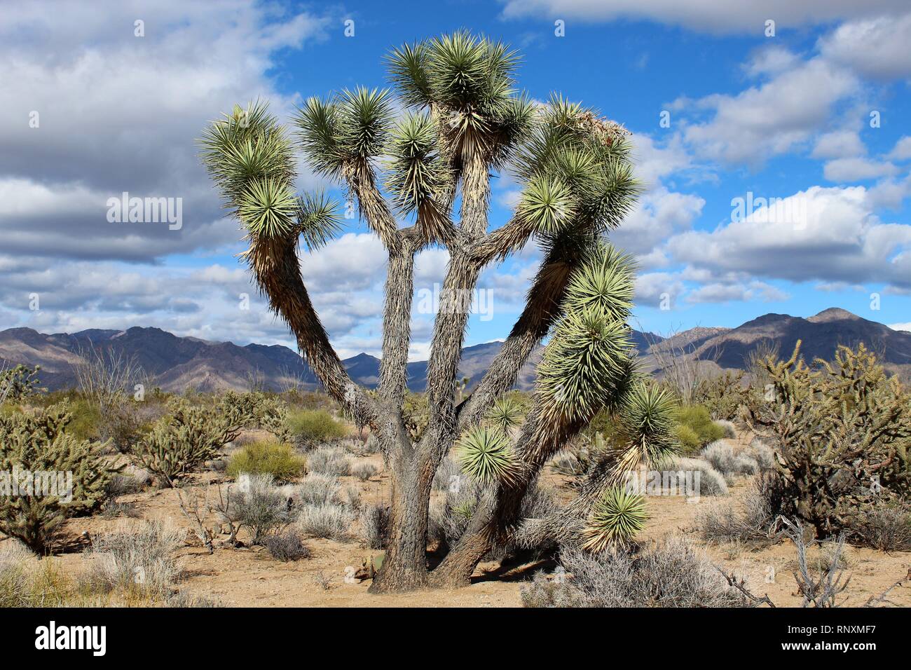 Joshua Tree in the desert Stock Photo - Alamy