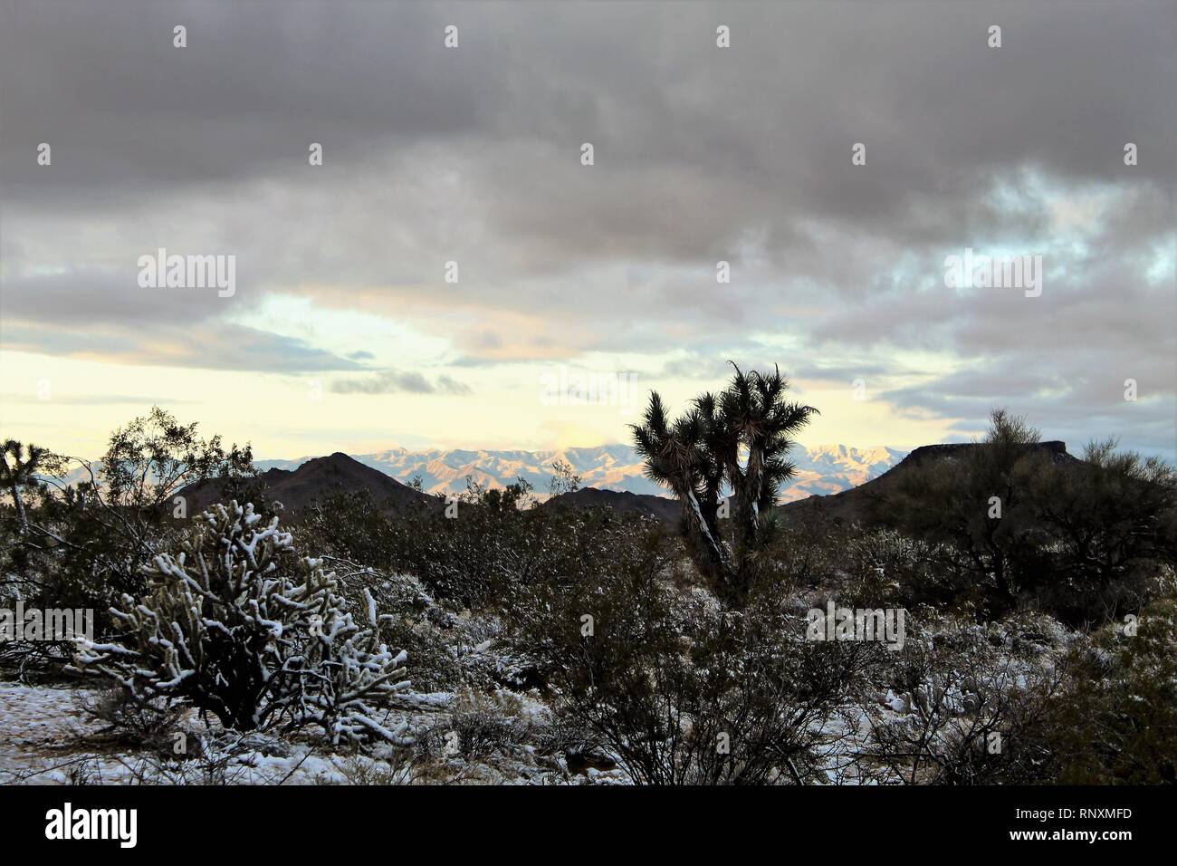 Desert snow winter storm Stock Photo - Alamy