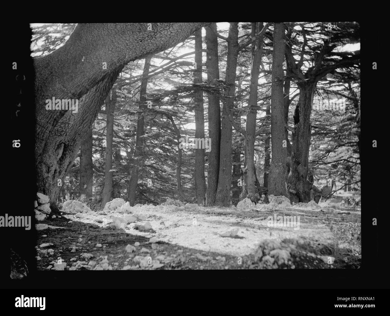 Tall cedars hi-res stock photography and images - Alamy