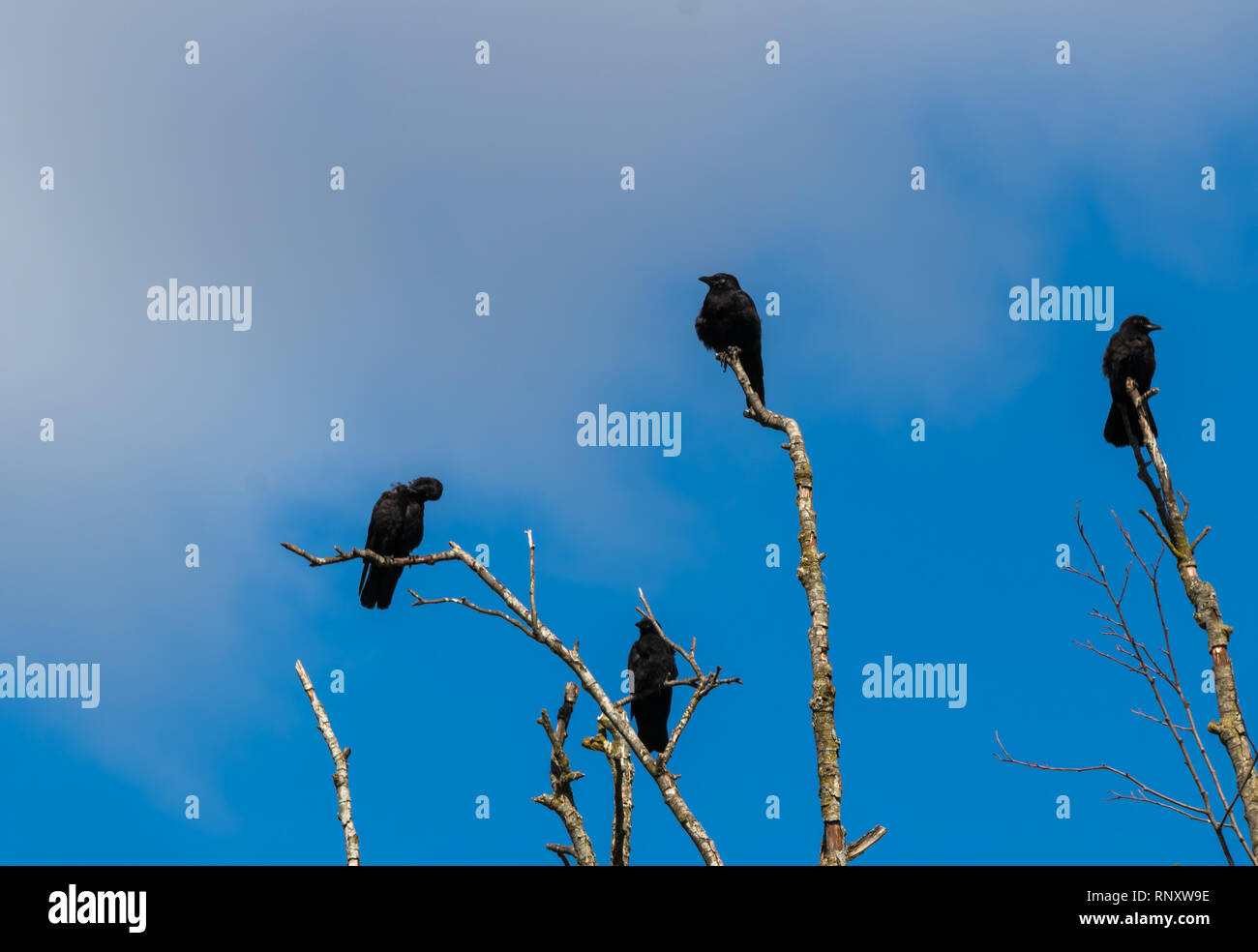 Murder of crows hi-res stock photography and images - Alamy