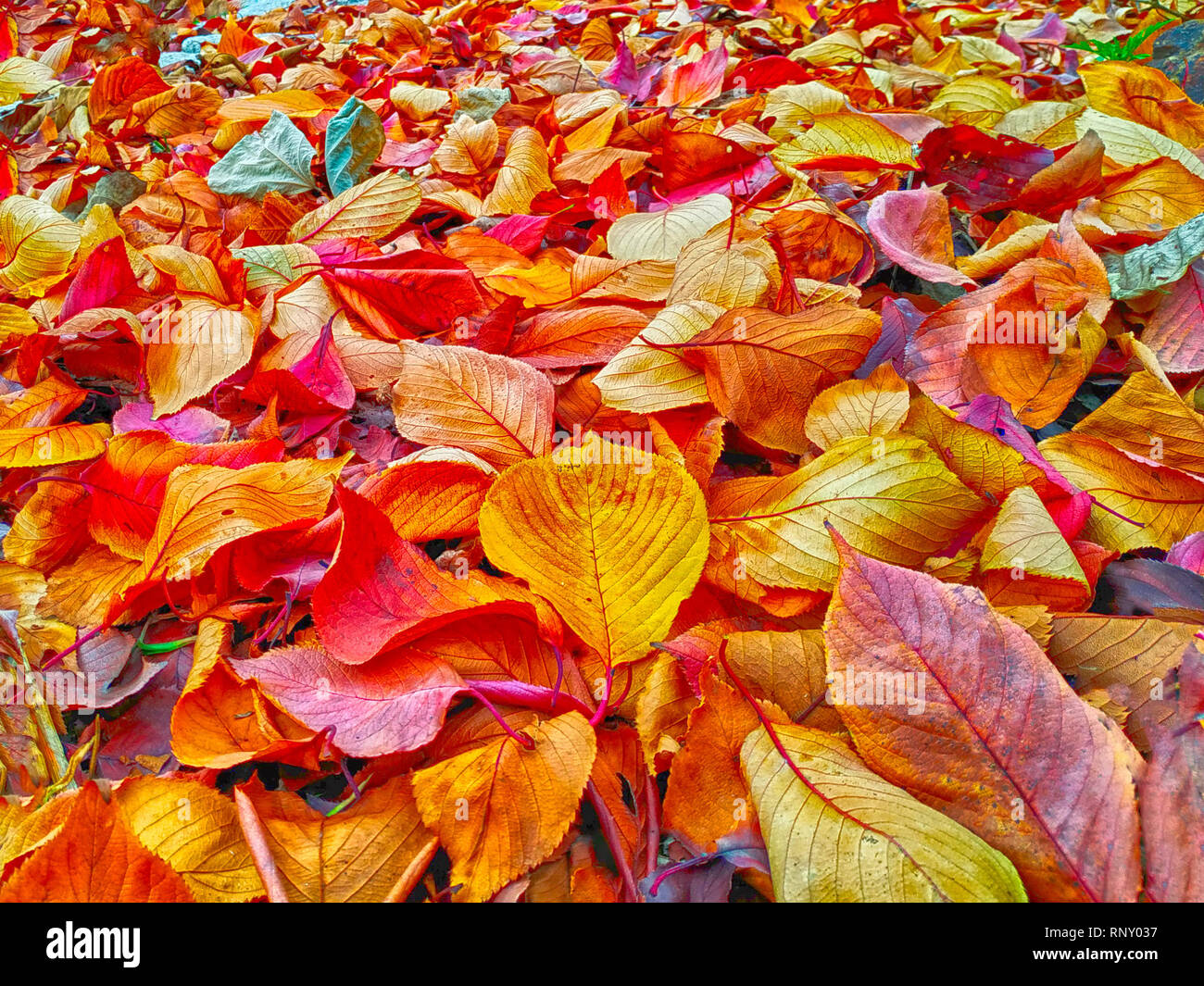 Autumn Leafs under the tree , Suyeong River, Busan, South Korea, Asia ...