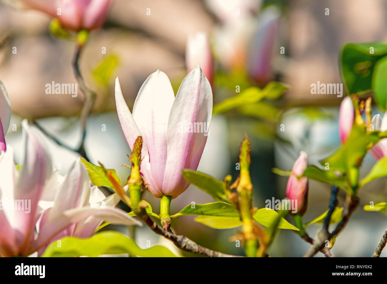Spring season concept. Magnolia flower blossoming on sunny day ...